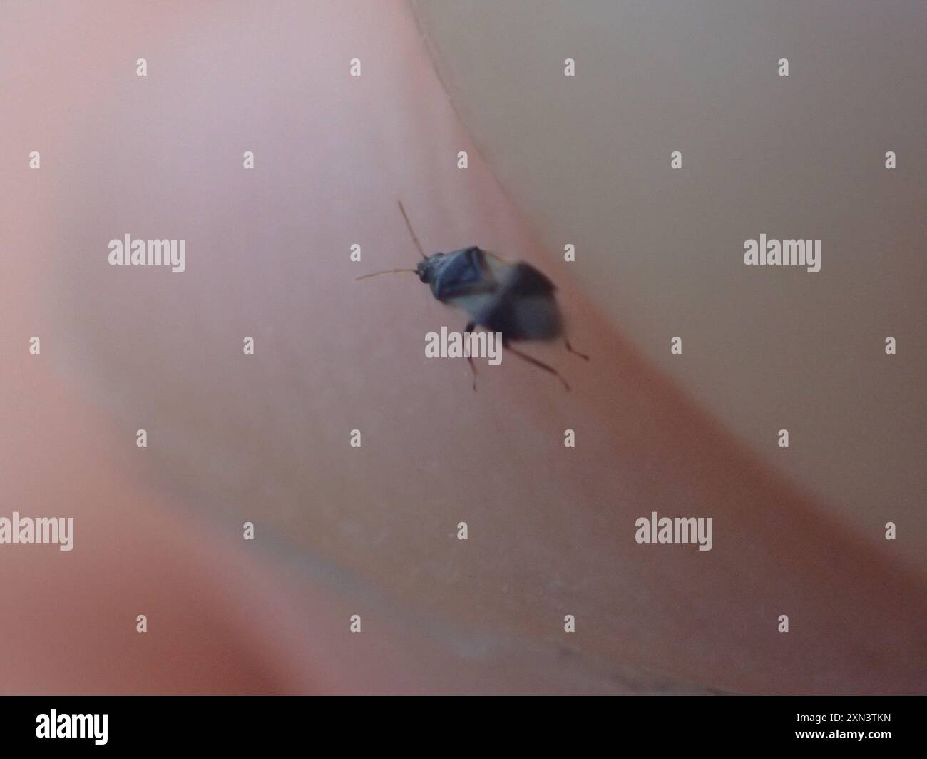 Minute pirate bugs (Anthocoridae) Insecta Stock Photo - Alamy