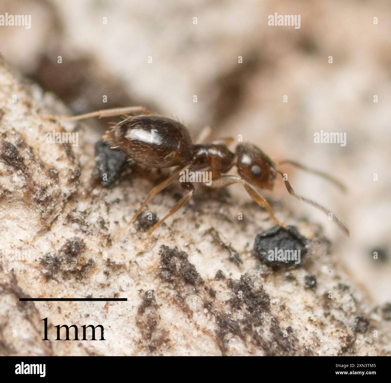Brachymyrmex patagonicus hi-res stock photography and images - Alamy