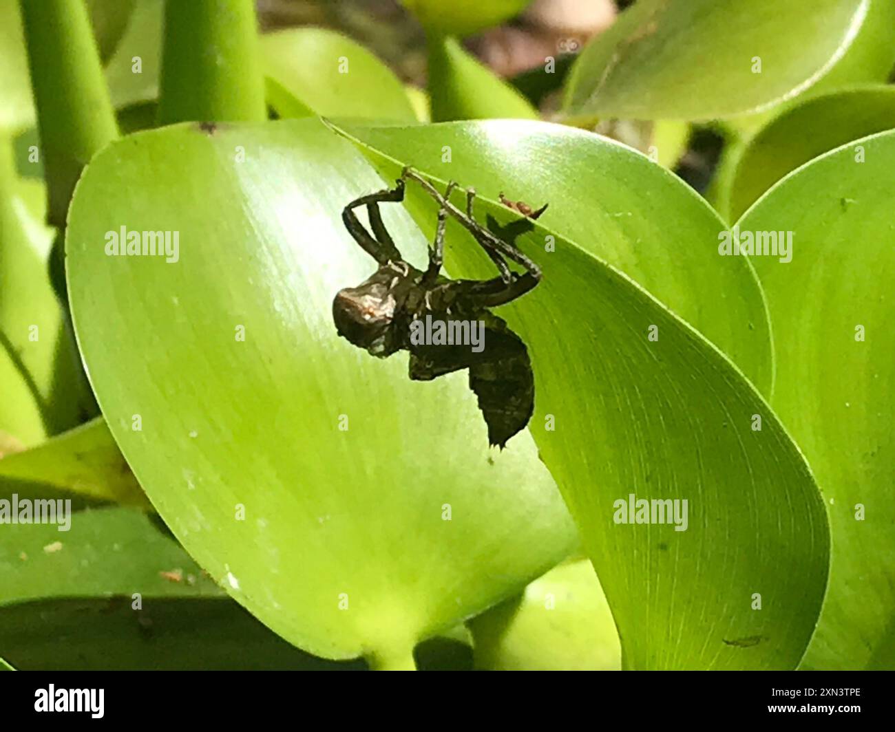 Neon Skimmer (Libellula croceipennis) Insecta Stock Photo - Alamy