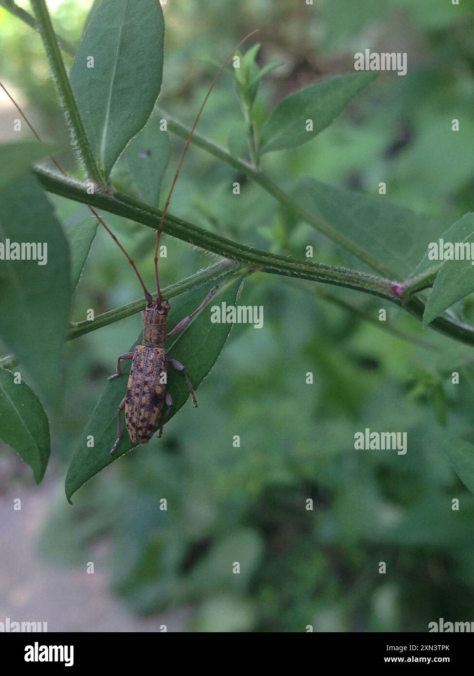 Alternatum hi-res stock photography and images - Alamy