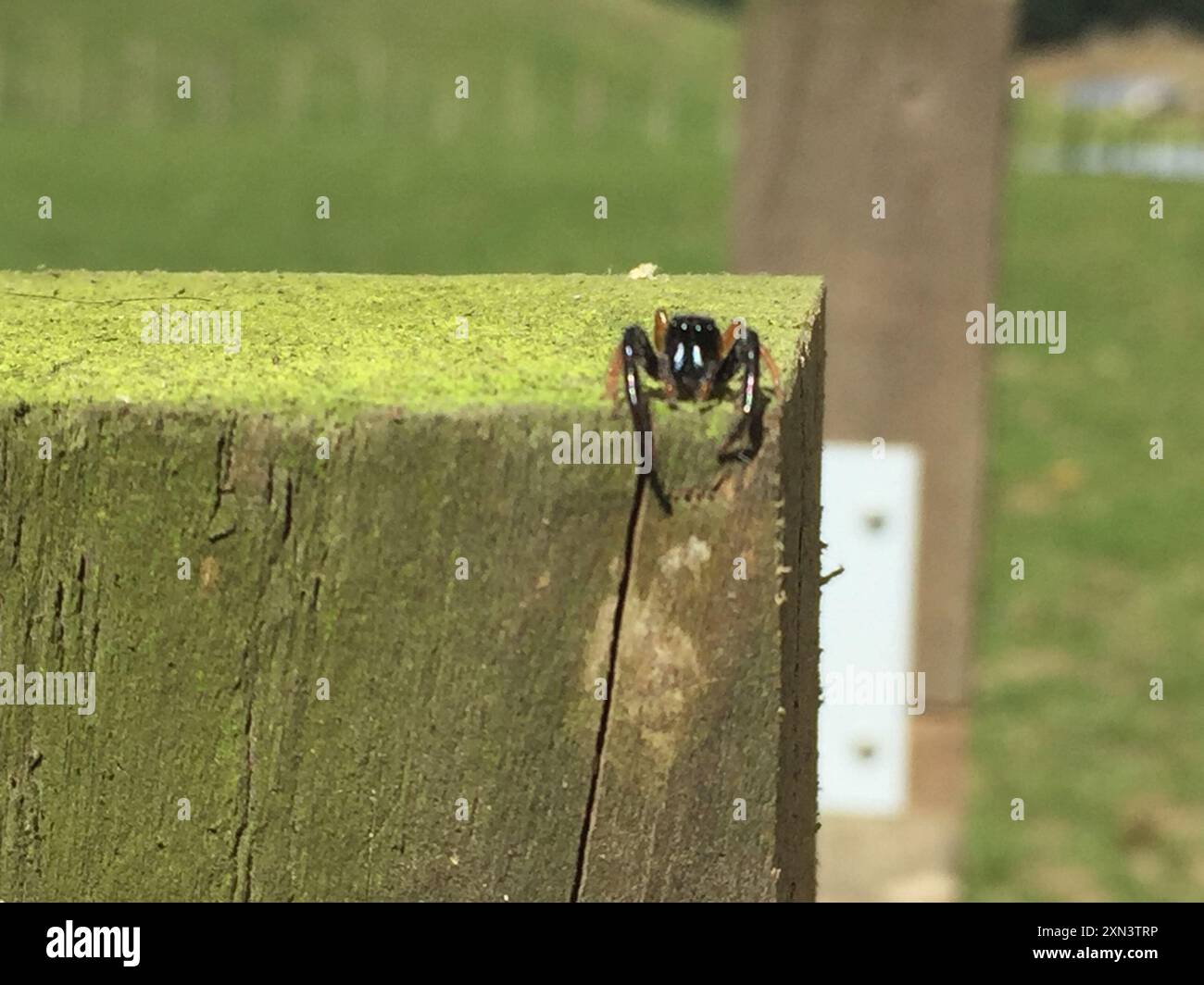 Black-headed Jumping Spider (Trite planiceps) Arachnida Stock Photo - Alamy