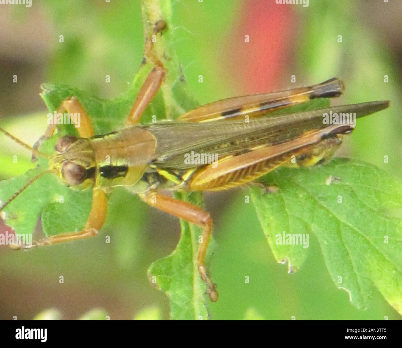 Red-legged Grasshopper (Melanoplus femurrubrum) Insecta Stock Photo - Alamy