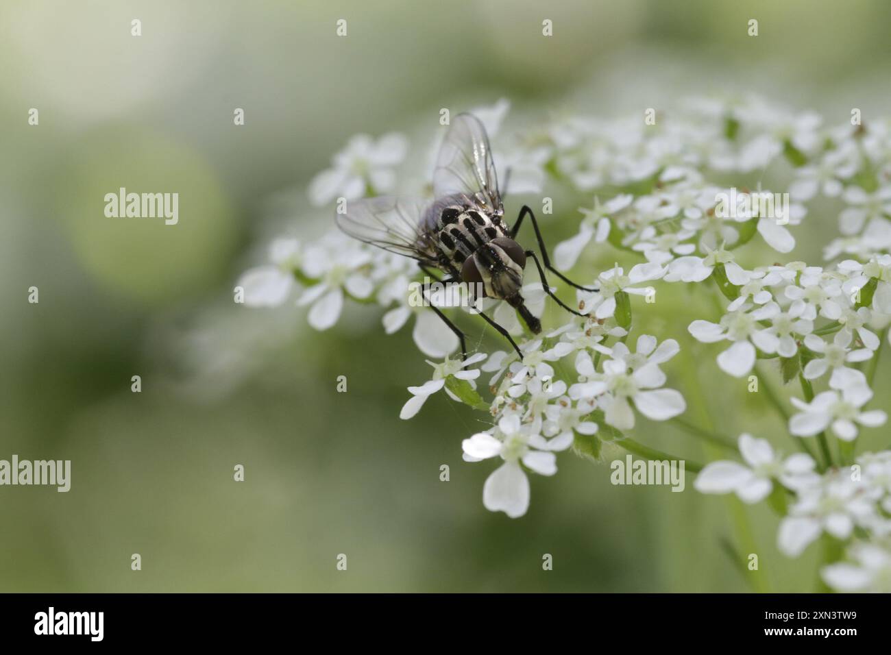 (Graphomya maculata) Insecta Stock Photo - Alamy