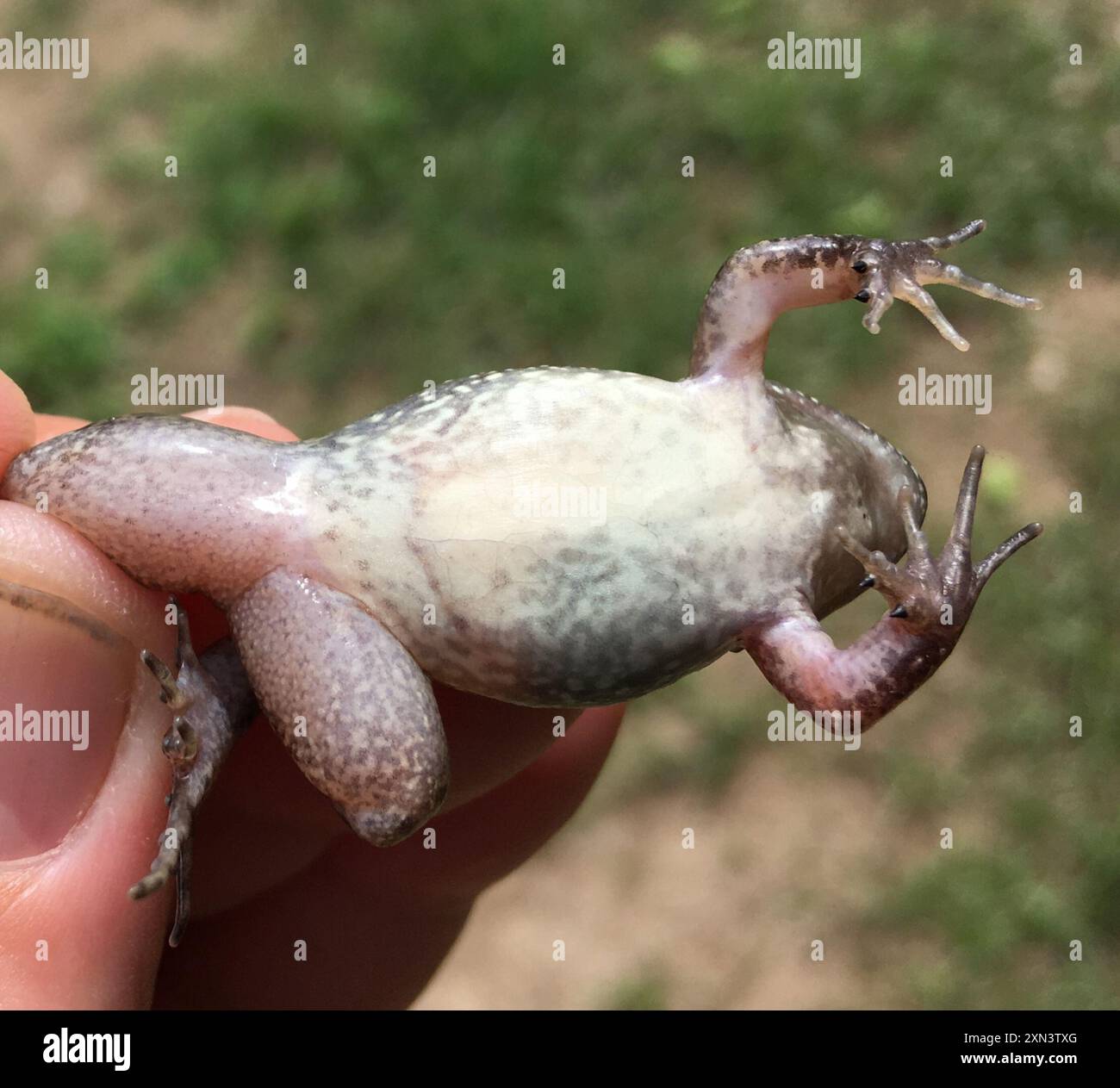 Sabinal Frog (Leptodactylus melanonotus) Amphibia Stock Photo - Alamy