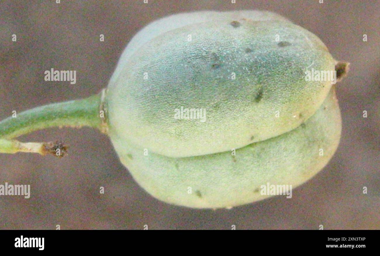 monocots (Liliopsida) Plantae Stock Photo - Alamy