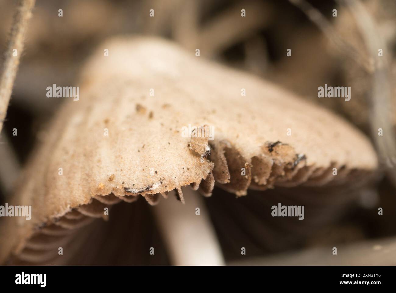Tall Psathyrella (Psathyrella longipes) Fungi Stock Photo - Alamy