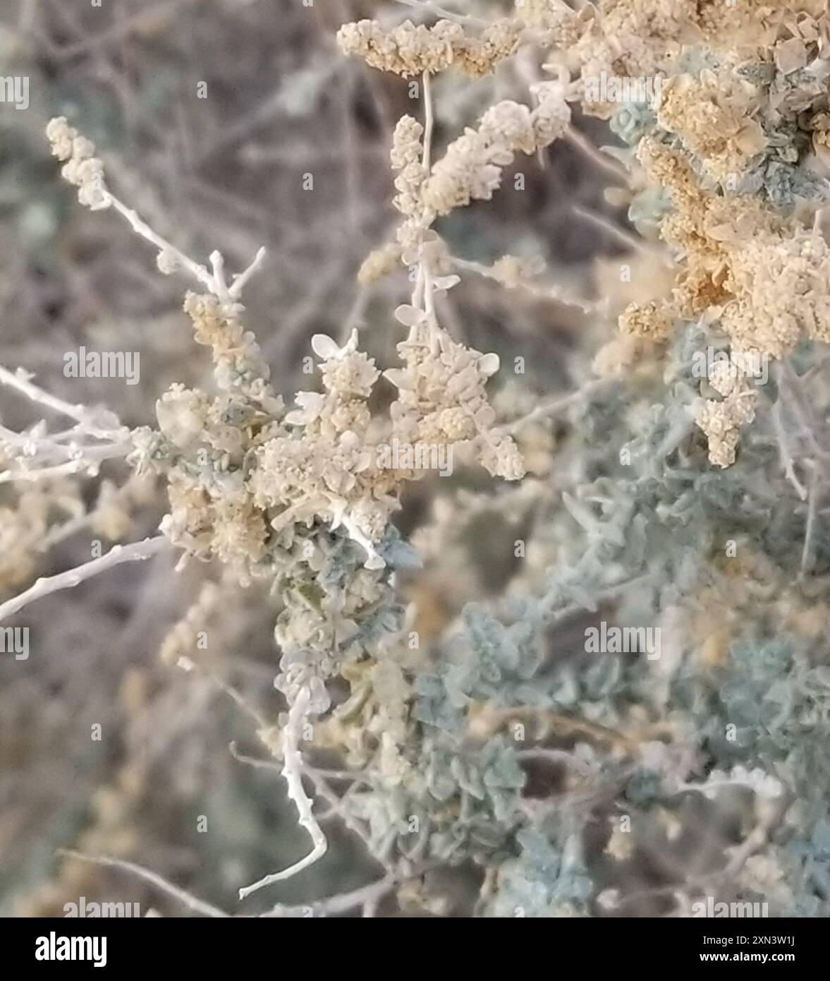 Cattle Saltbush (Atriplex polycarpa) Plantae Stock Photo - Alamy