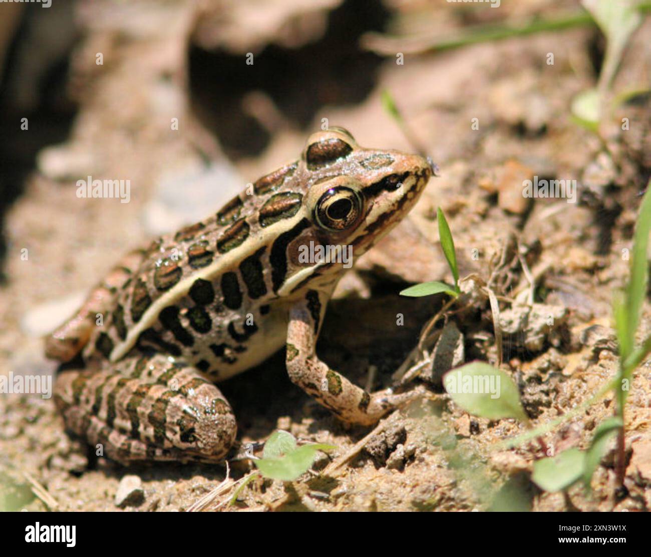 Pickerel Frog (Lithobates palustris) Amphibia Stock Photo - Alamy