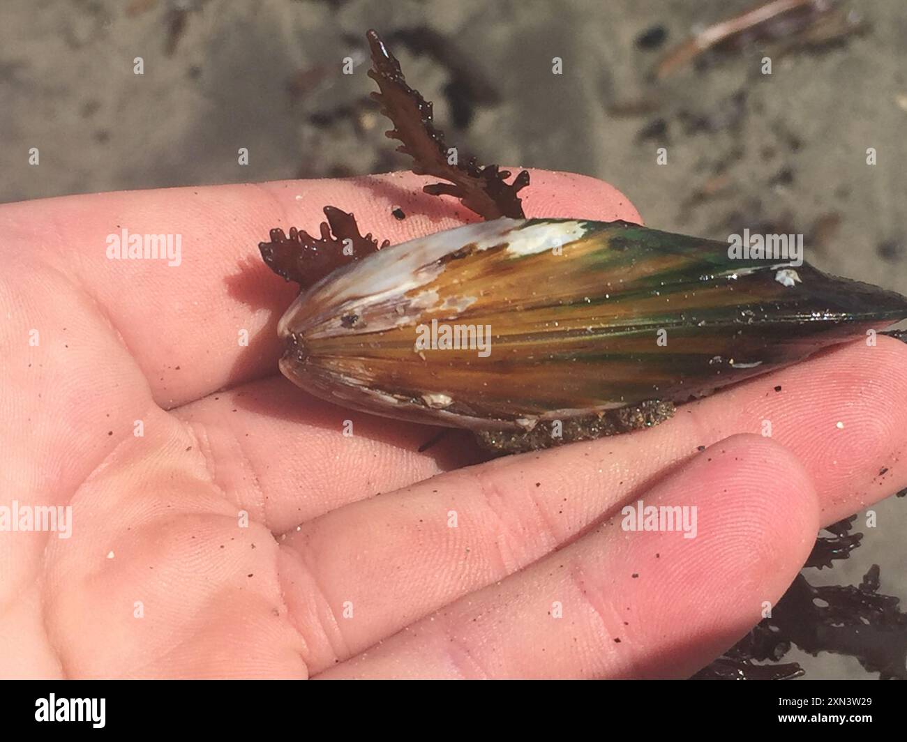New Zealand Green-lipped Mussel (Perna canaliculus) Mollusca Stock ...