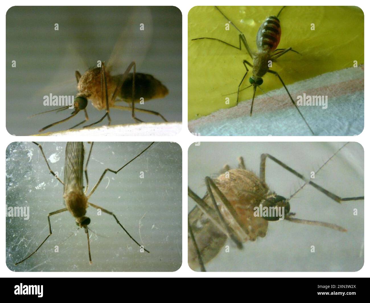Common house mosquito (Culex pipiens) Insecta Stock Photo - Alamy