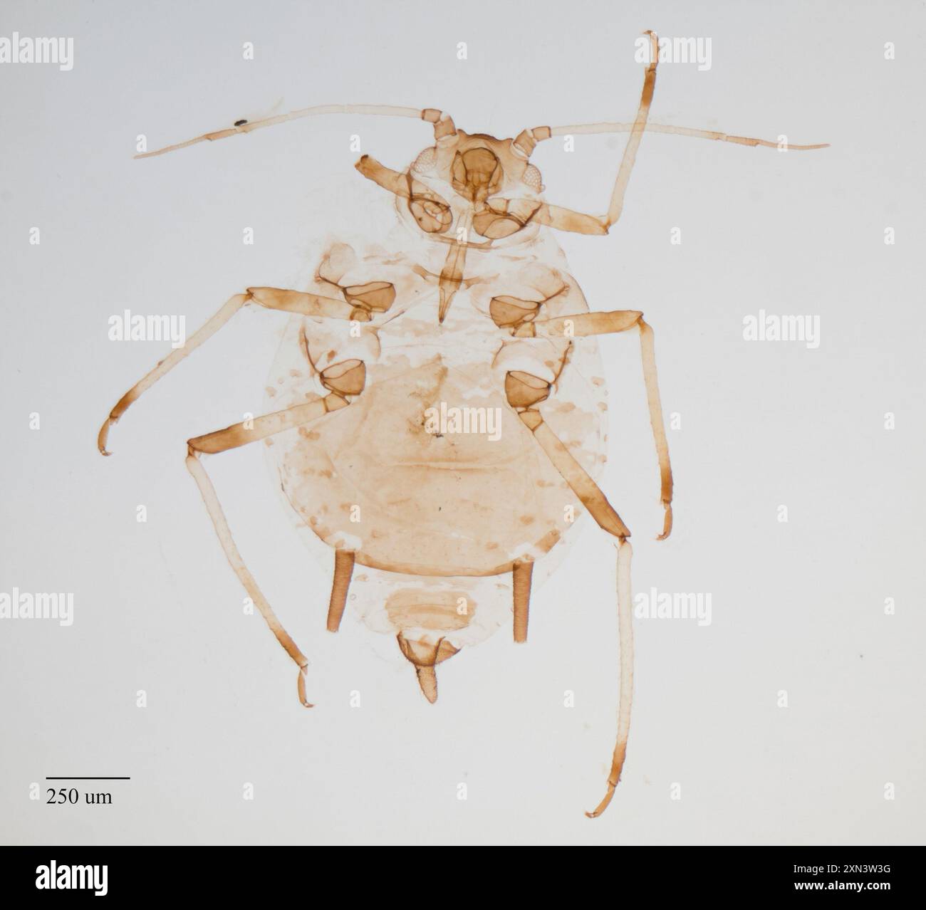 Aphis craccivora hi-res stock photography and images - Alamy