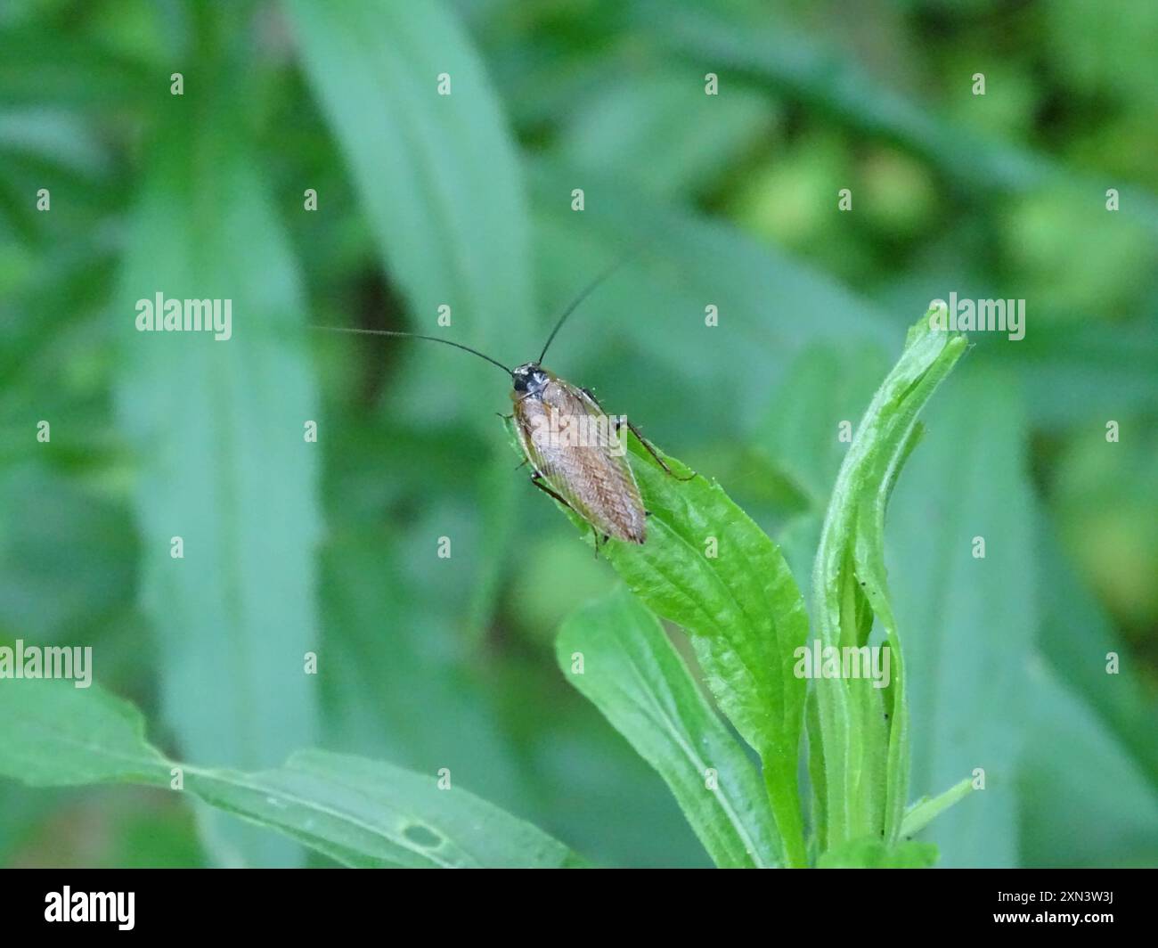 Dusky Cockroach (Ectobius lapponicus) Insecta Stock Photo - Alamy
