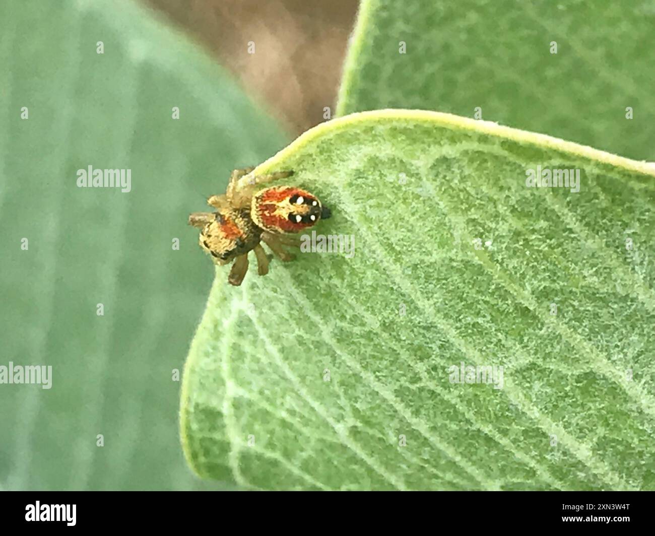 Apache Jumping Spider (Phidippus apacheanus) Arachnida Stock Photo - Alamy
