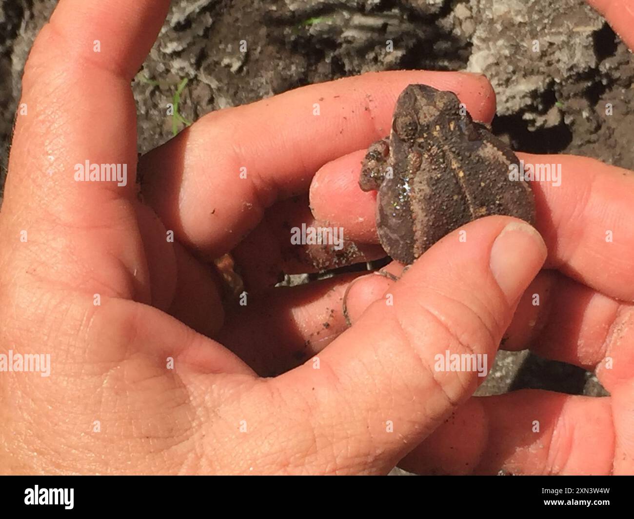 True Toads (Bufonidae) Amphibia Stock Photo - Alamy