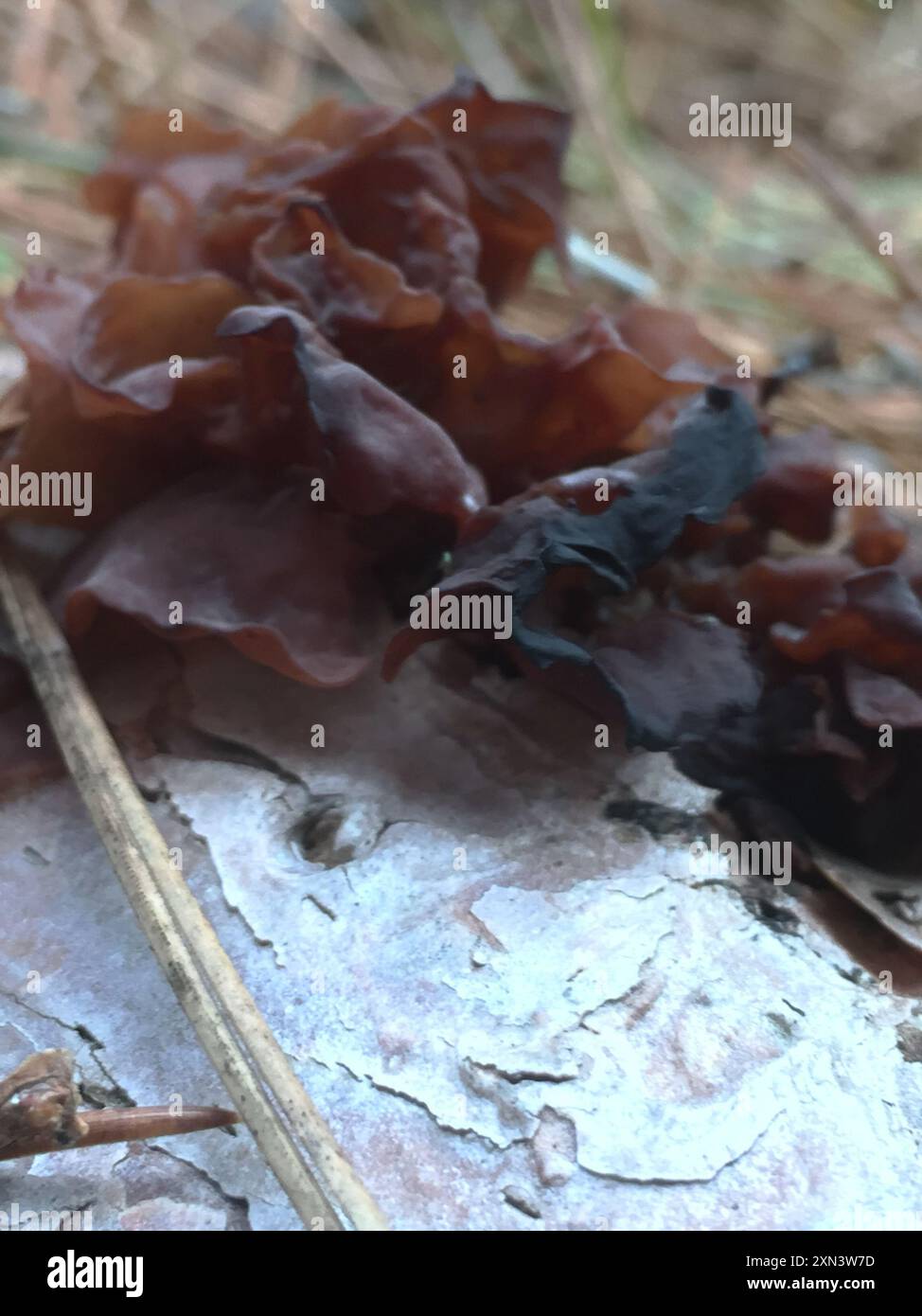 Leafy Brain (Phaeotremella foliacea) Fungi Stock Photo - Alamy