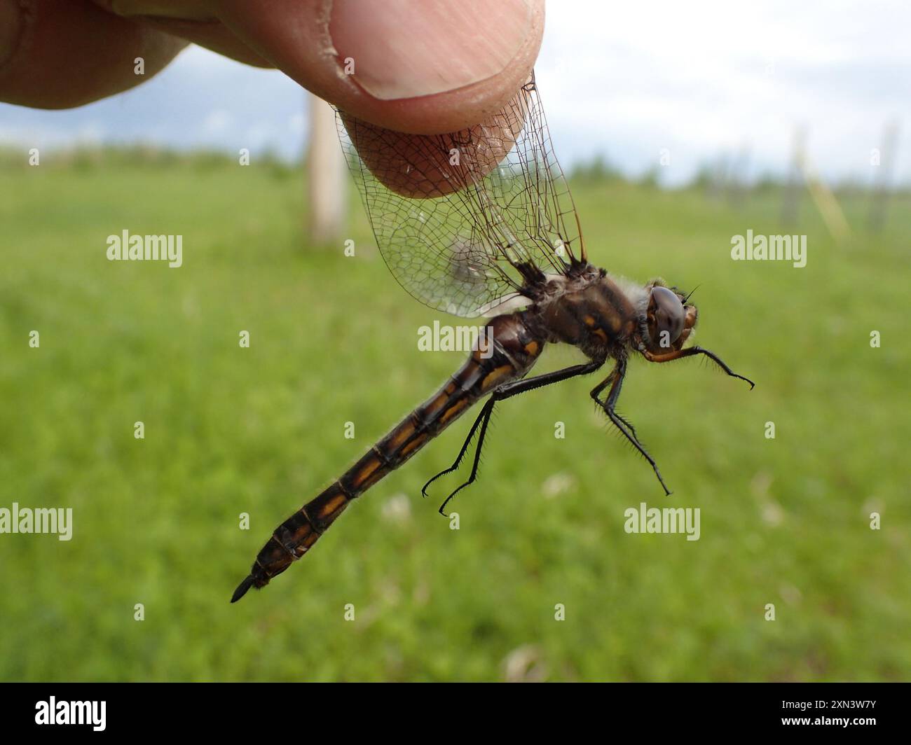 Beaverpond Baskettail (Epitheca canis) Insecta Stock Photo - Alamy