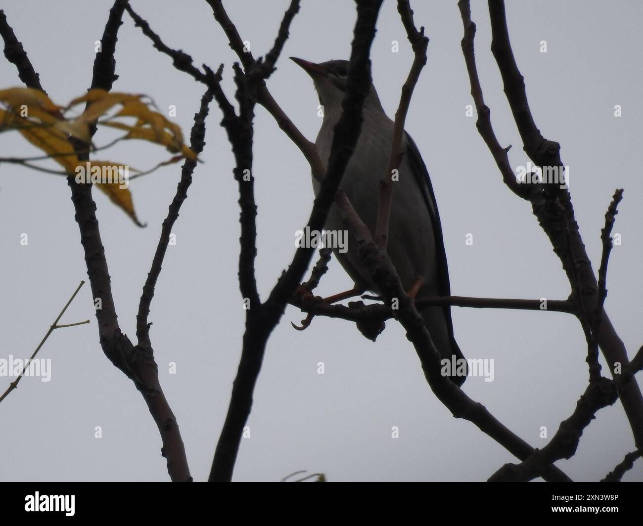 Red-billed Starling (Spodiopsar sericeus) Aves Stock Photo - Alamy