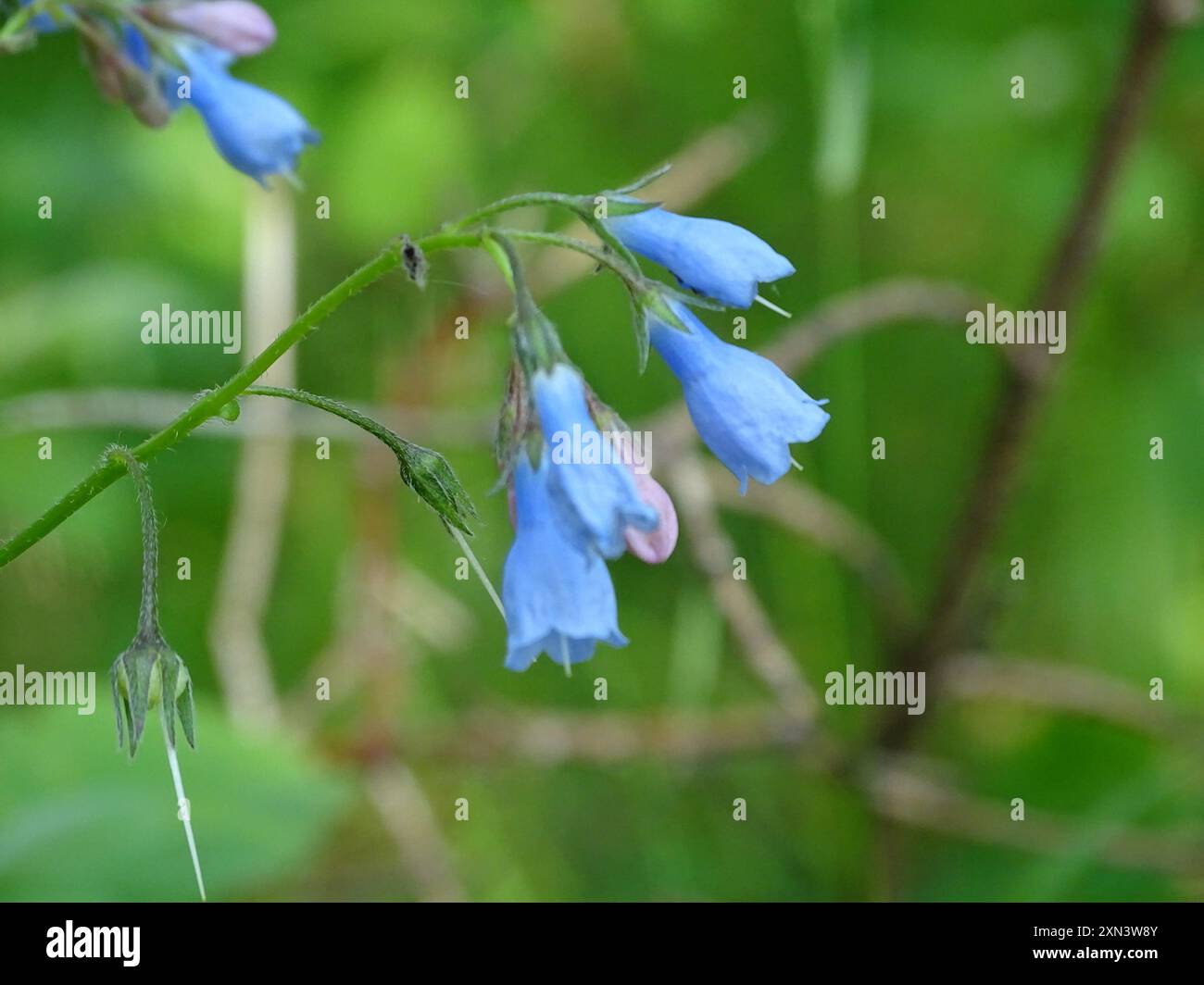 Tall Bluebell (Mertensia paniculata) Plantae Stock Photo - Alamy