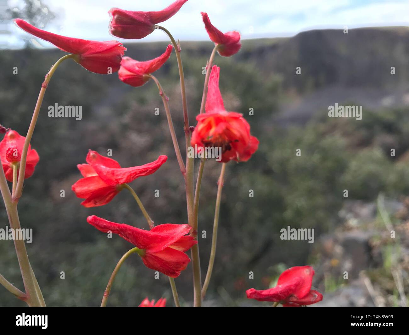 Red larkspur (Delphinium nudicaule) Plantae Stock Photo - Alamy