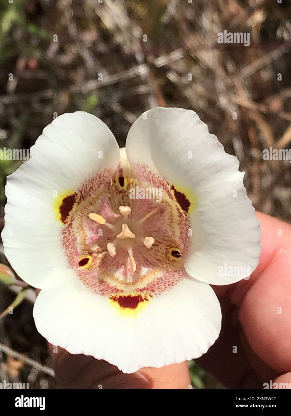 Superb Mariposa Lily (Calochortus superbus) Plantae Stock Photo - Alamy