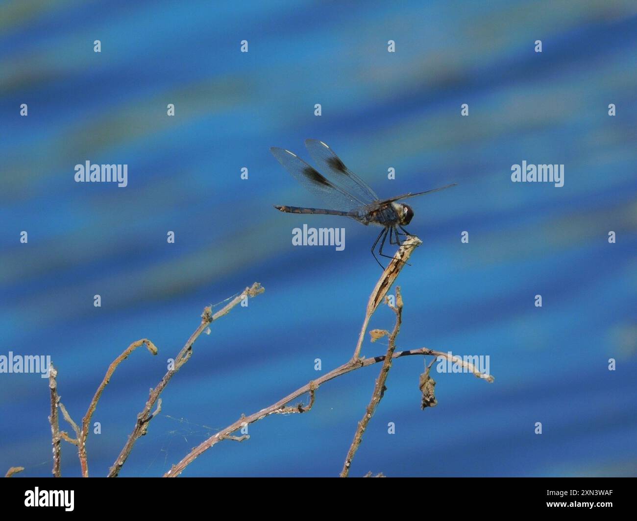 Four-spotted Pennant (Brachymesia gravida) Insecta Stock Photo - Alamy