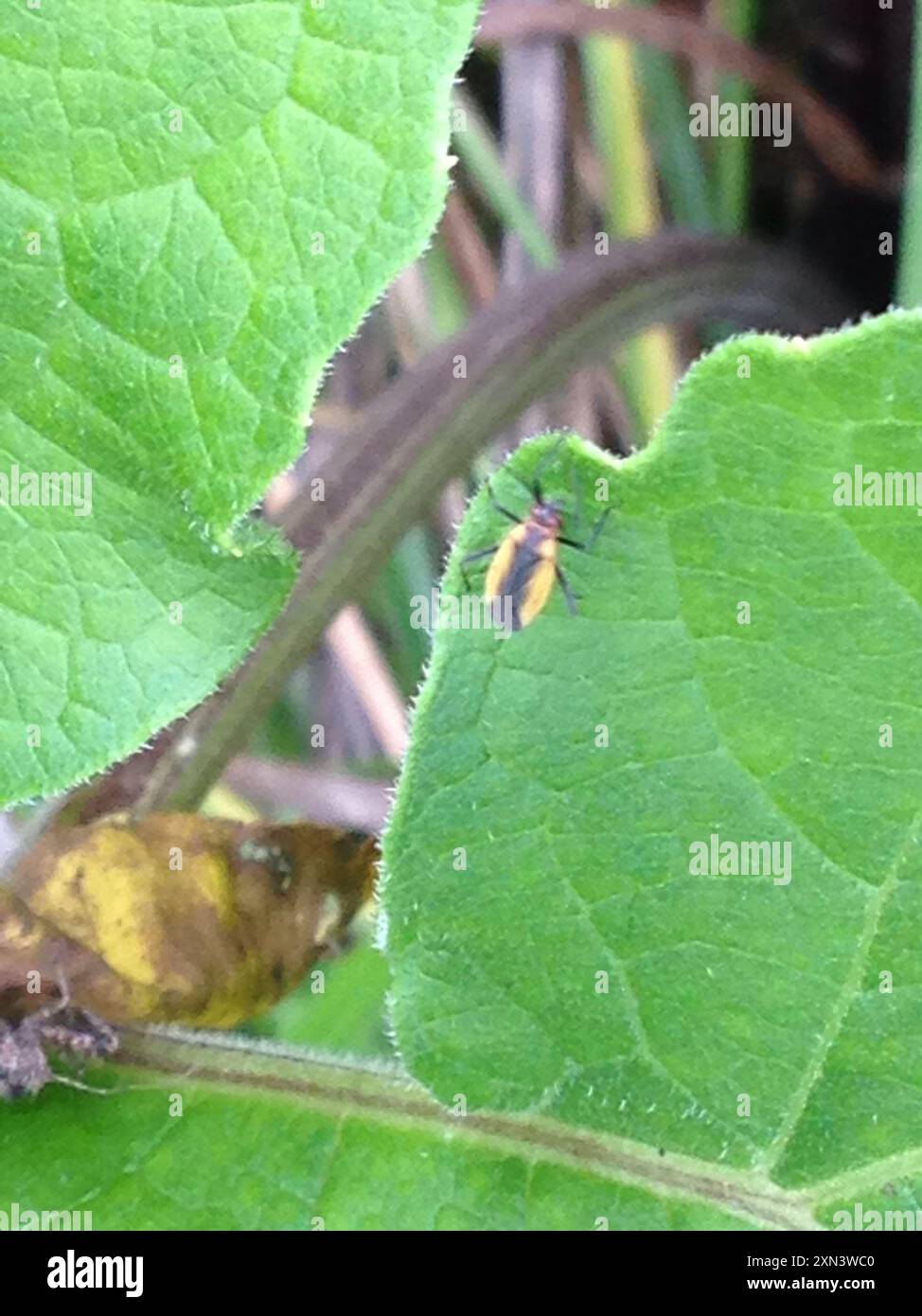 Scarlet Plant Bugs (Lopidea) Insecta Stock Photo - Alamy