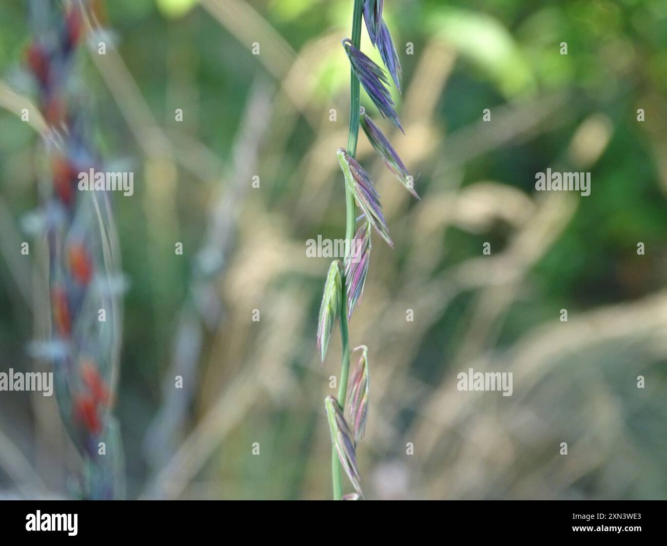 Sideoats Grama (Bouteloua curtipendula) Plantae Stock Photo - Alamy