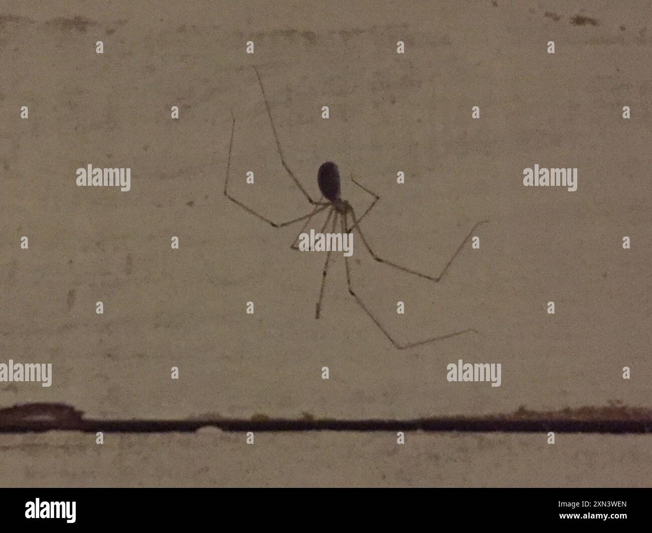 Long-bodied Cellar Spider (Pholcus phalangioides) Arachnida Stock Photo ...