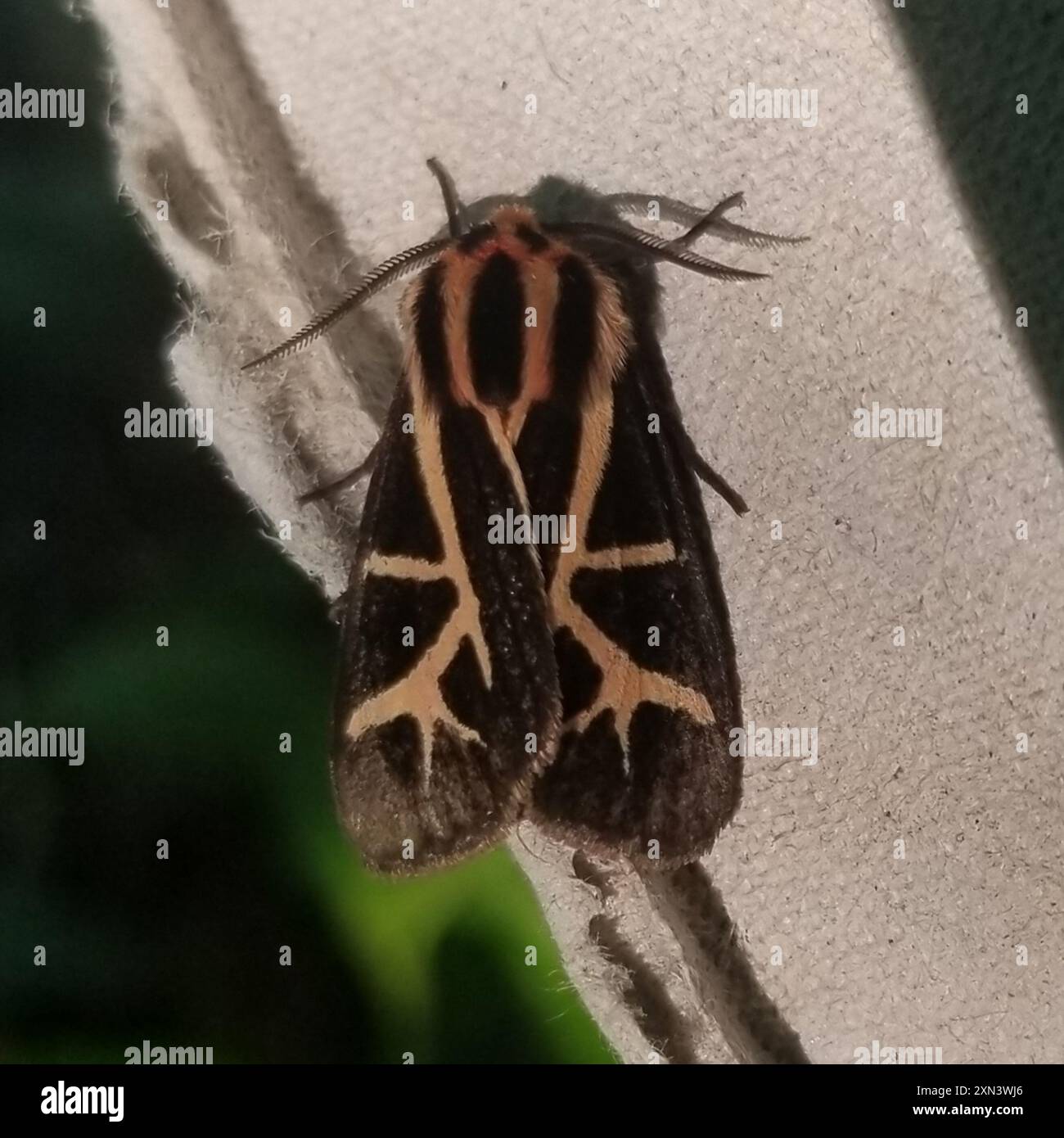 Figured Tiger Moth (Apantesis figurata) Insecta Stock Photo - Alamy