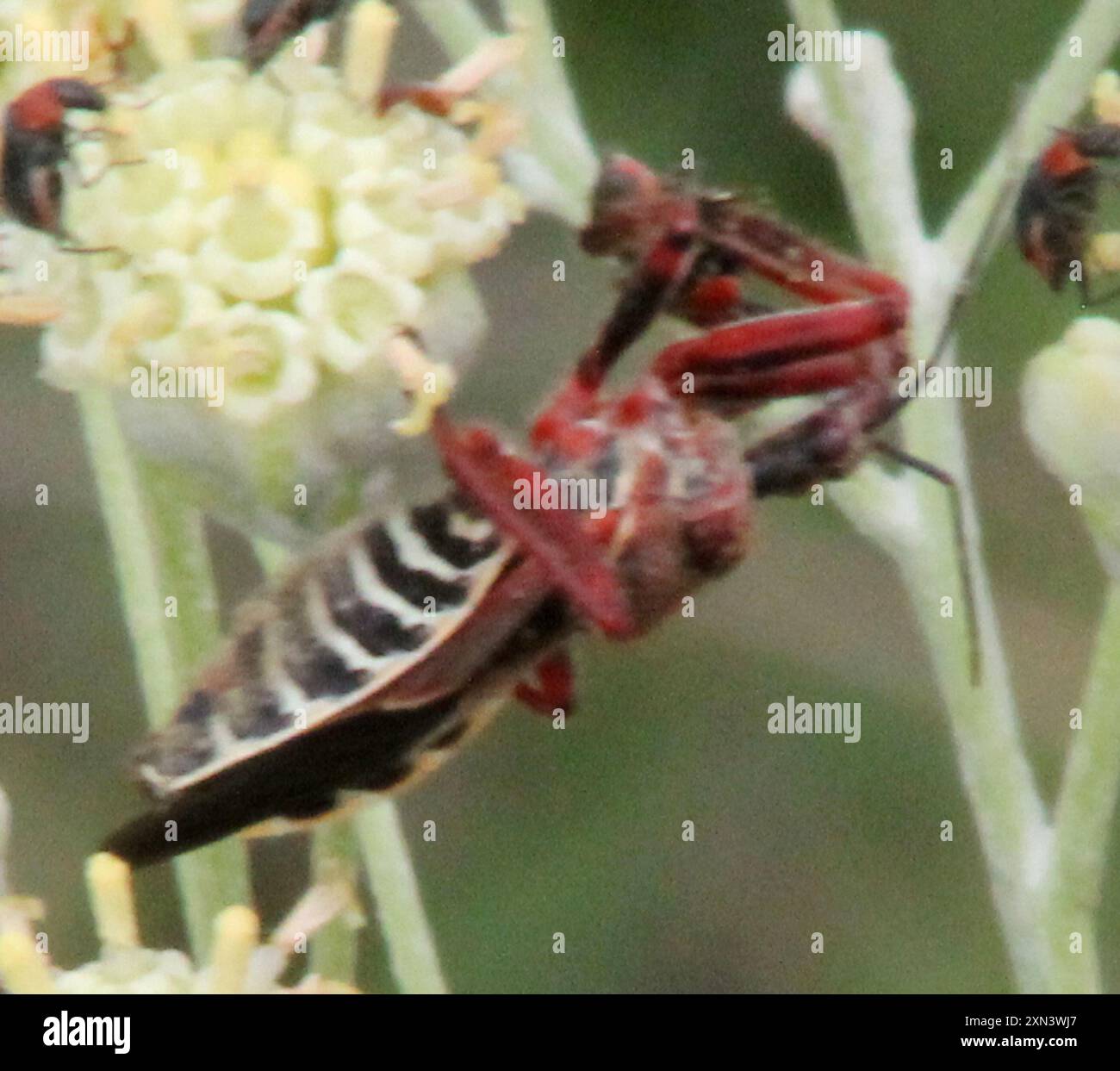 Plains Bee Assassin (Apiomerus spissipes) Insecta Stock Photo - Alamy