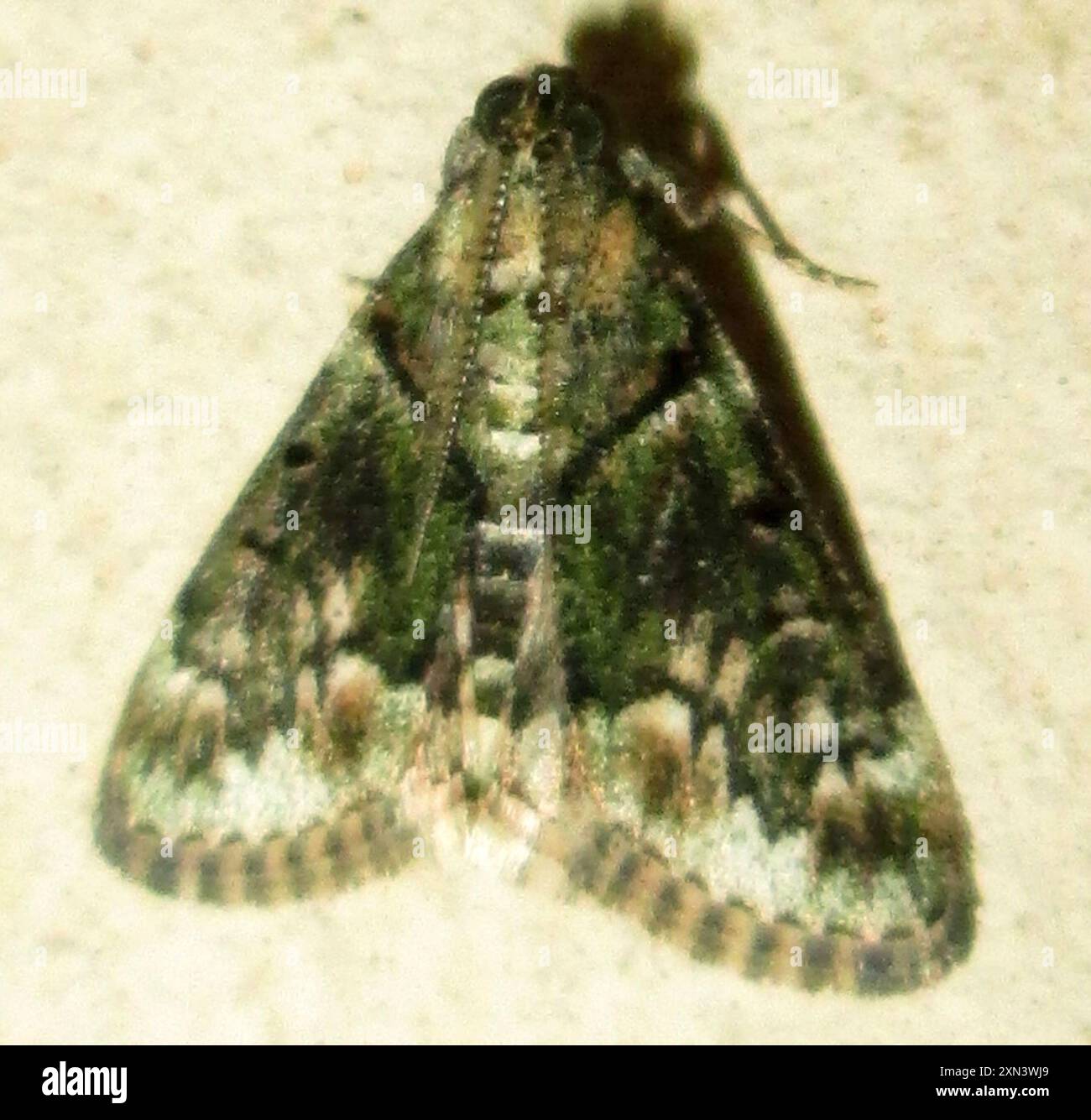 Butterflies and Moths (Lepidoptera) Insecta Stock Photo - Alamy