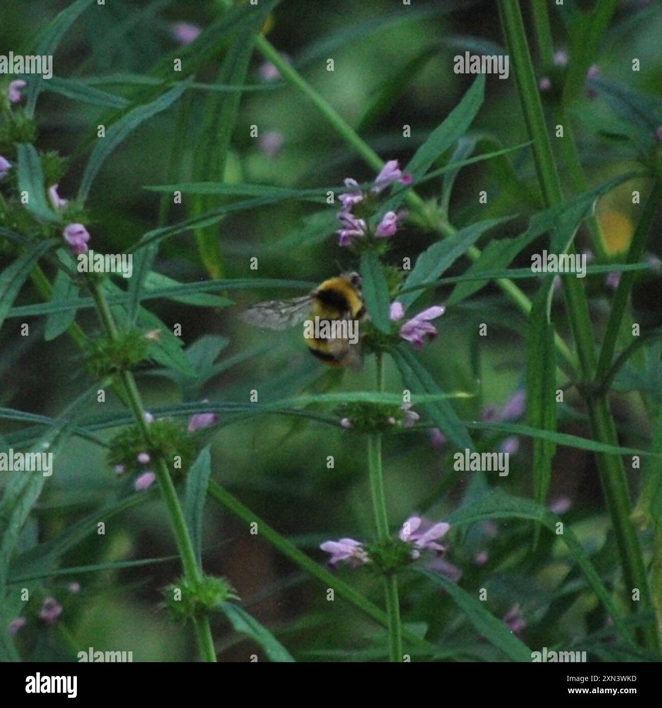 Bombus ignitus hi-res stock photography and images - Alamy