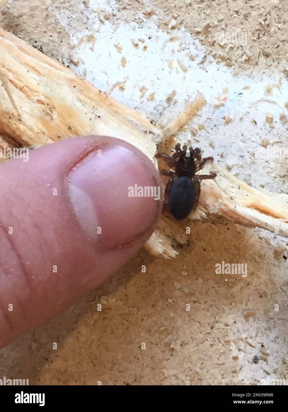 Tree Trapdoor Spider (Migas) Arachnida Stock Photo - Alamy