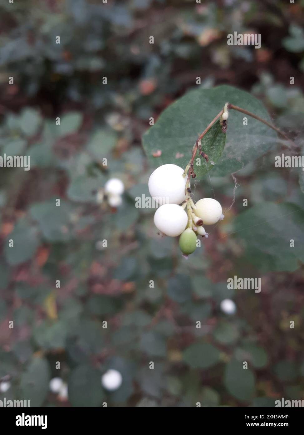 Common Snowberry (Symphoricarpos albus) Plantae Stock Photo - Alamy