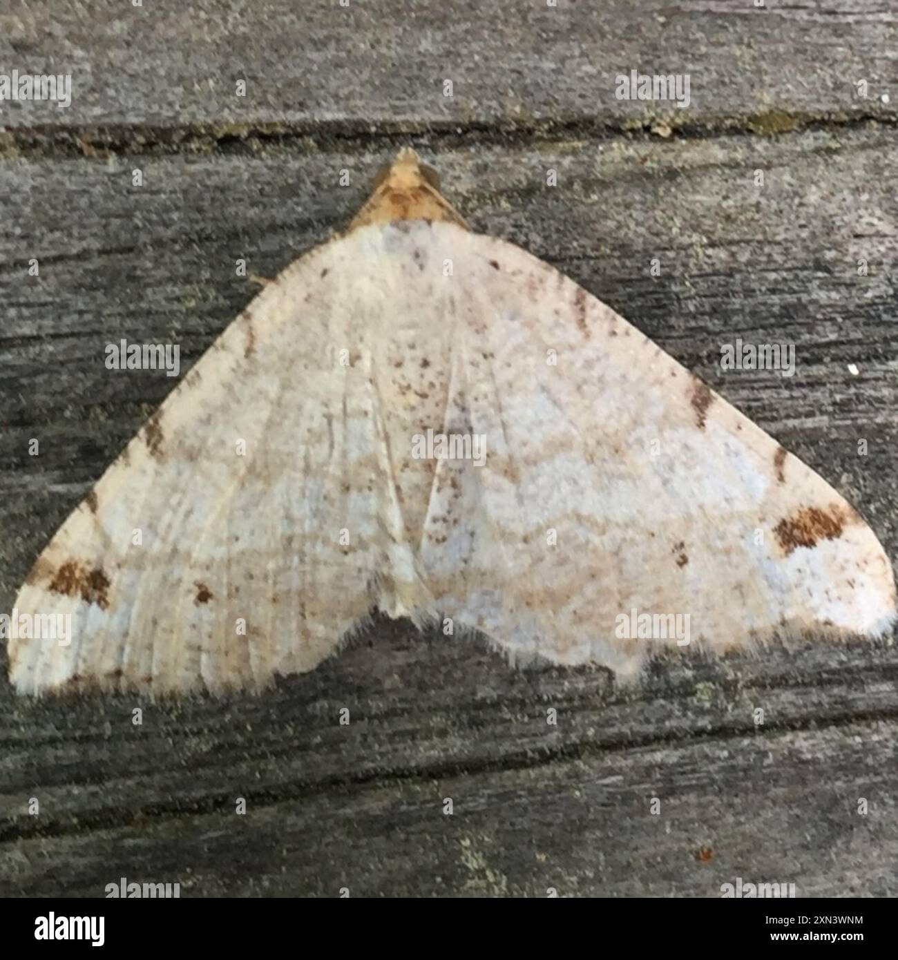 Red-headed Inchworm Moth (Macaria bisignata) Insecta Stock Photo - Alamy