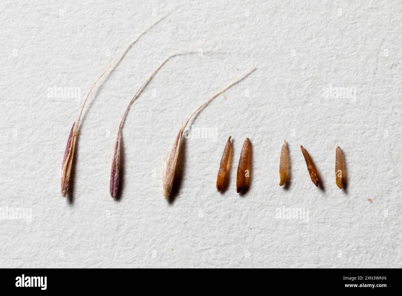 Bush Muhly (Muhlenbergia porteri) Plantae Stock Photo - Alamy