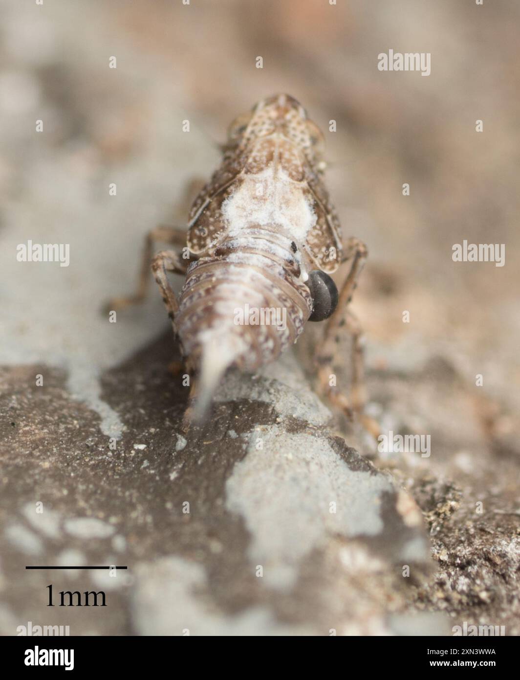 Pincer Wasps (Dryinidae) Insecta Stock Photo - Alamy