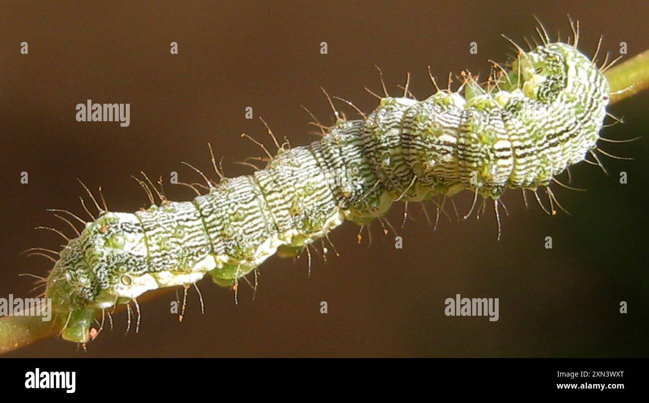 Cotton Bollworm Moth (Helicoverpa armigera) Insecta Stock Photo - Alamy