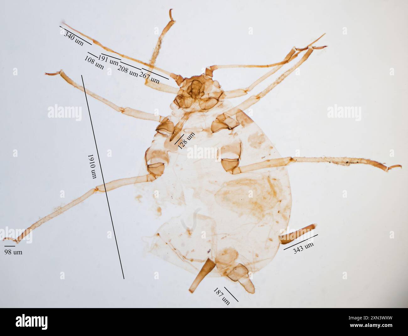 Aphis gossypii hi-res stock photography and images - Alamy