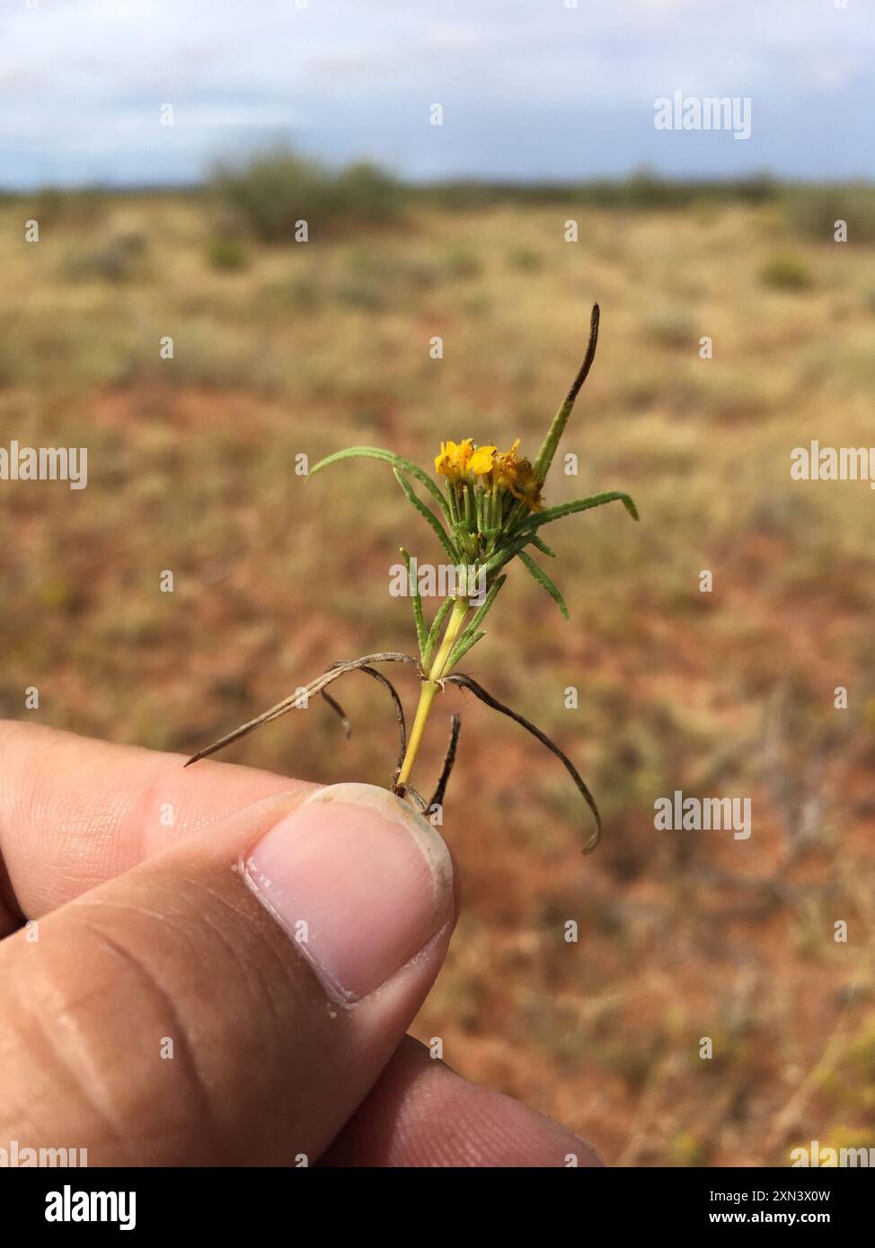 Lemonscent (Pectis angustifolia) Plantae Stock Photo - Alamy