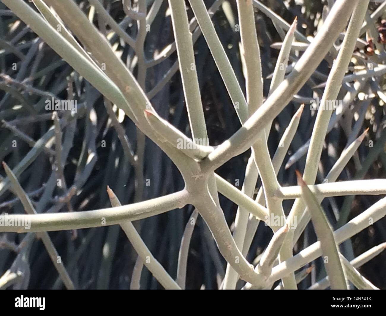 Emory's crucifixion-thorn (Castela emoryi) Plantae Stock Photo - Alamy