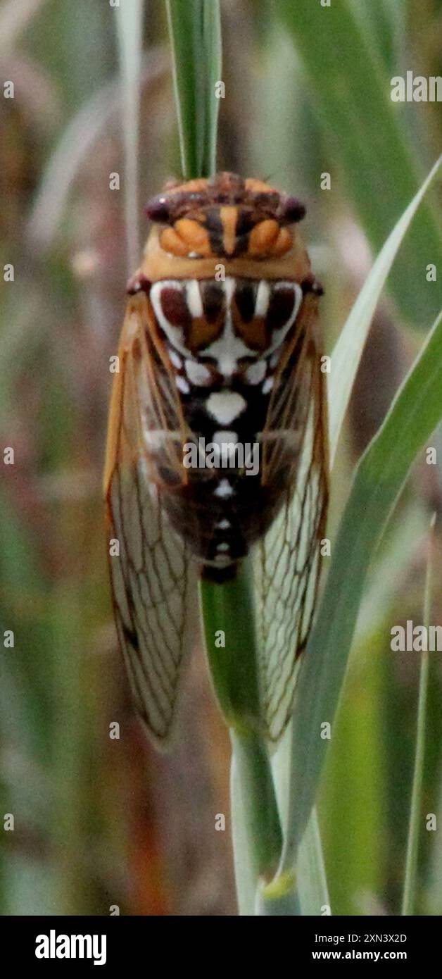 Cole's Bush Cicada (Megatibicen tremulus) Insecta Stock Photo - Alamy