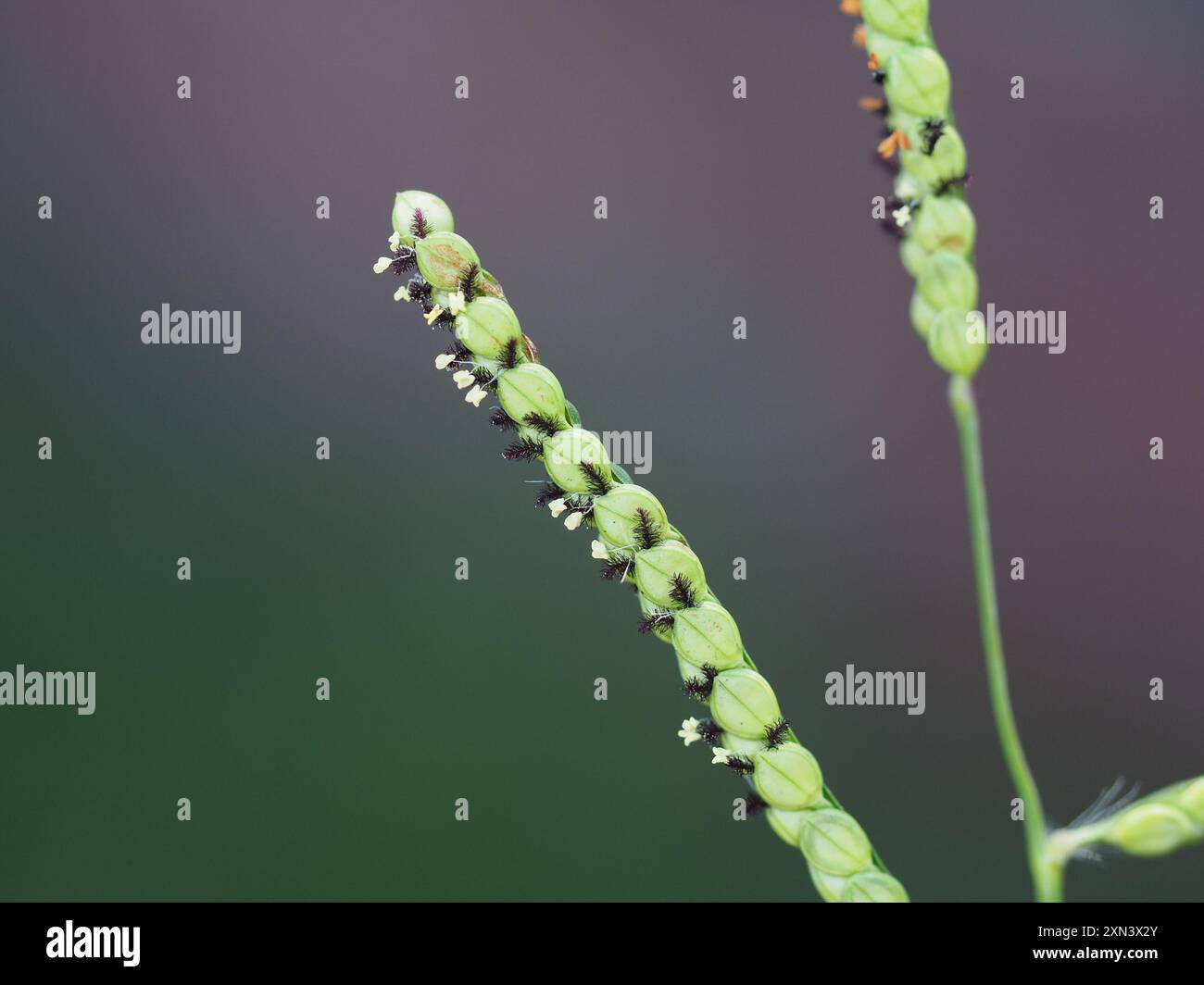Field Paspalum (Paspalum laeve) Plantae Stock Photo - Alamy