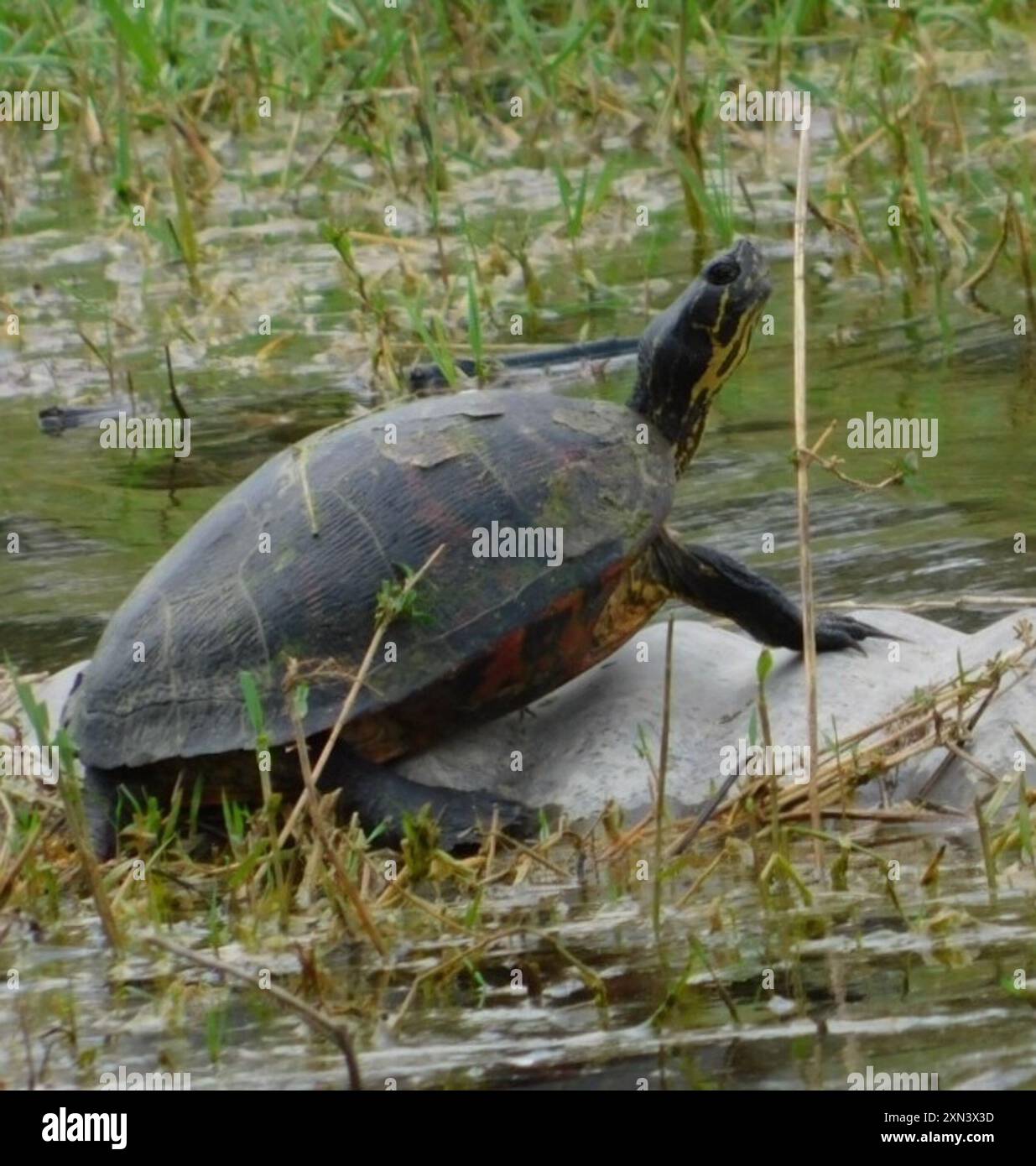Florida Redbelly Turtle (Pseudemys nelsoni) Reptilia Stock Photo - Alamy