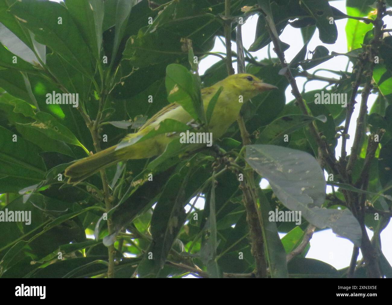 Hemithraupis hi-res stock photography and images - Alamy