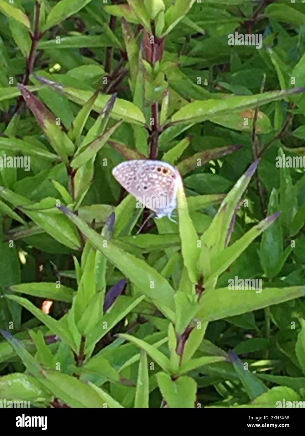 Ceraunus Blue (Hemiargus ceraunus) Insecta Stock Photo - Alamy