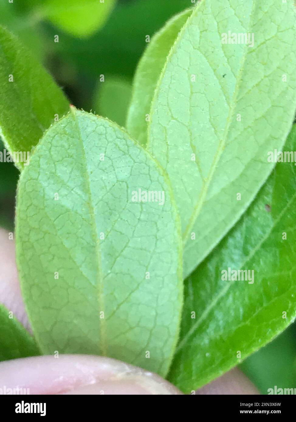 dwarf huckleberry (Gaylussacia dumosa) Plantae Stock Photo - Alamy
