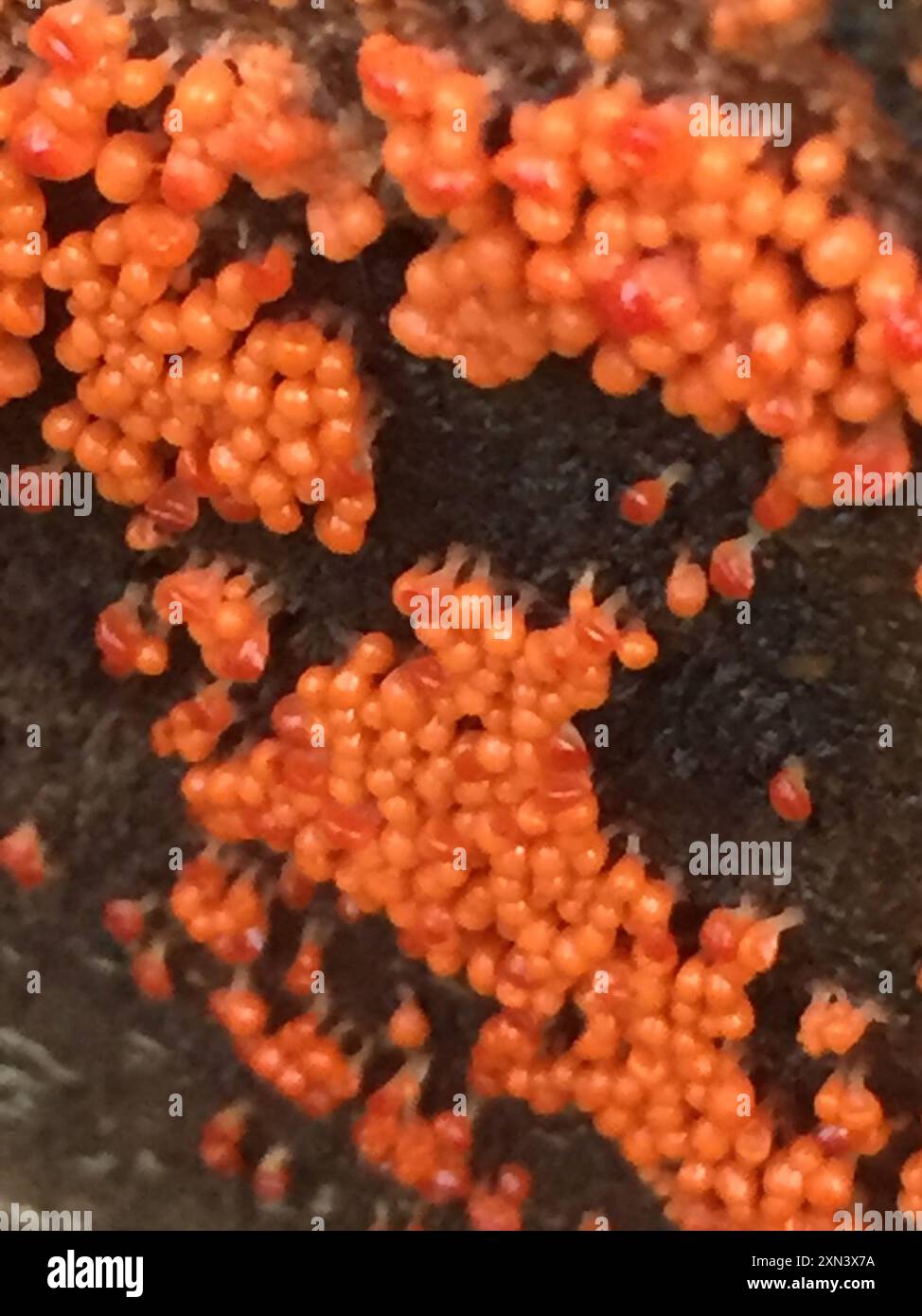 true slime molds (Myxomycetes) Protozoa Stock Photo - Alamy
