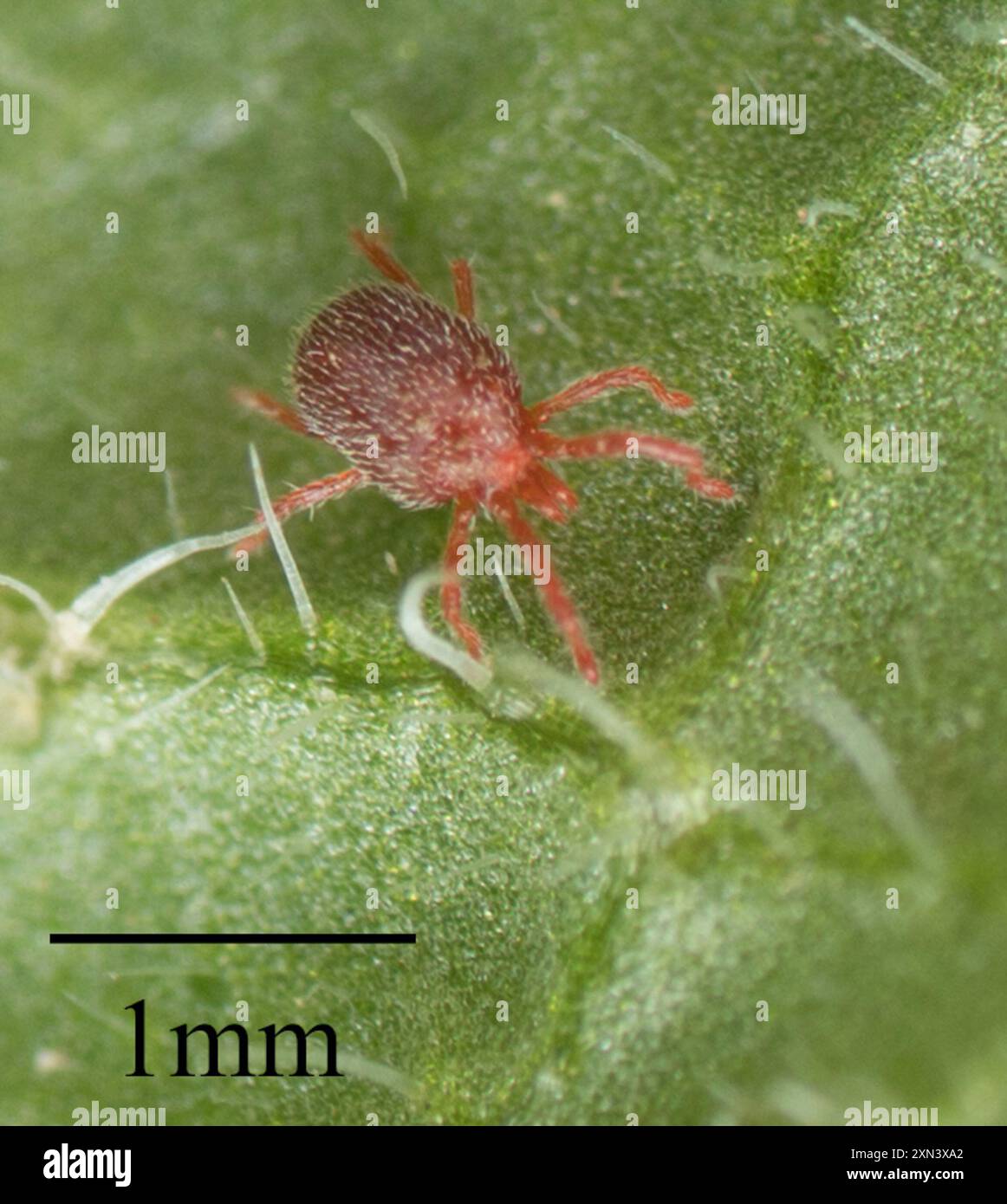 Sidewalk Mites (Balaustium) Arachnida Stock Photo - Alamy