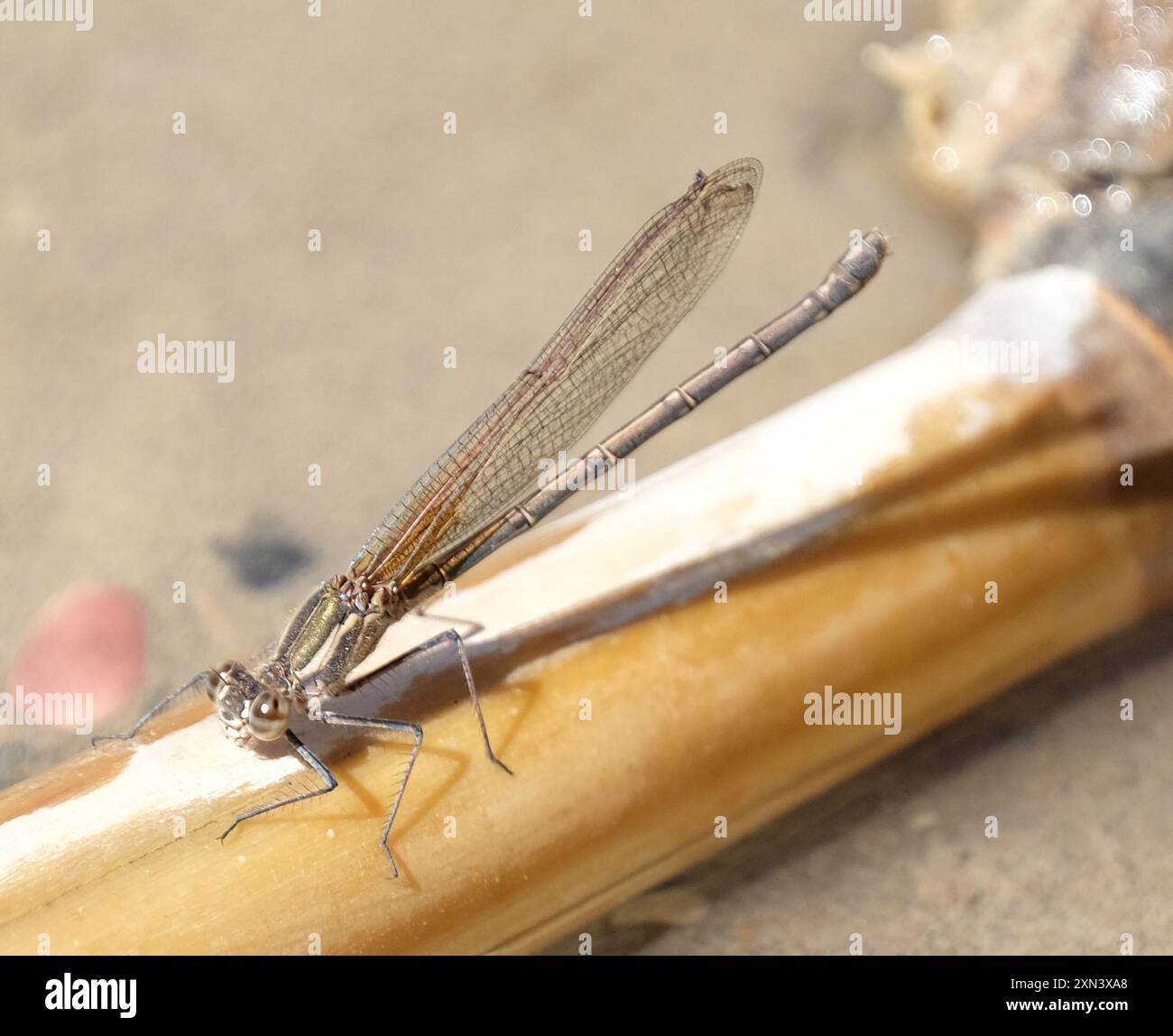 Damselflies (Zygoptera) Insecta Stock Photo - Alamy